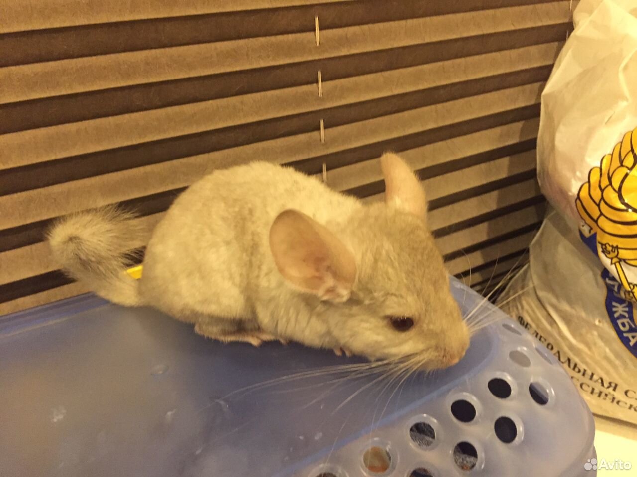 Шиншилла детёныш мальчик