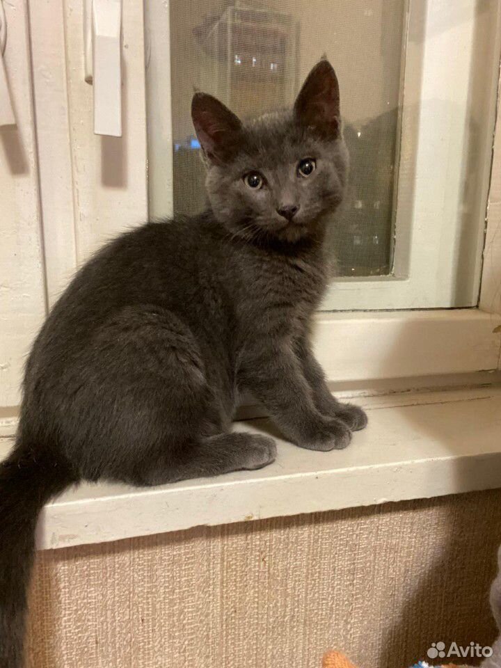 Замурррчательный котенок