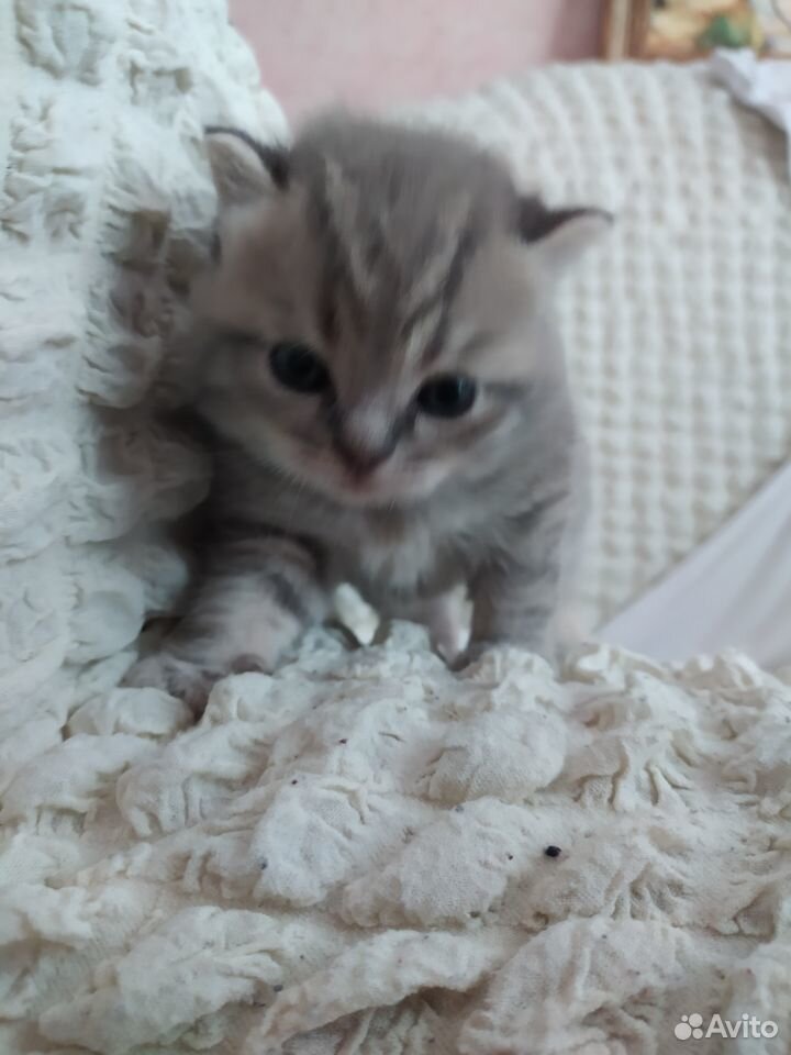 Котята