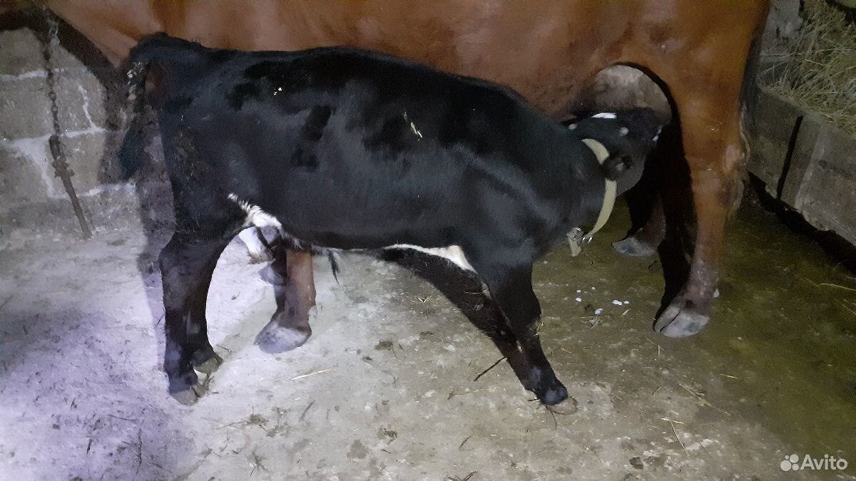 Бычек 3 мес