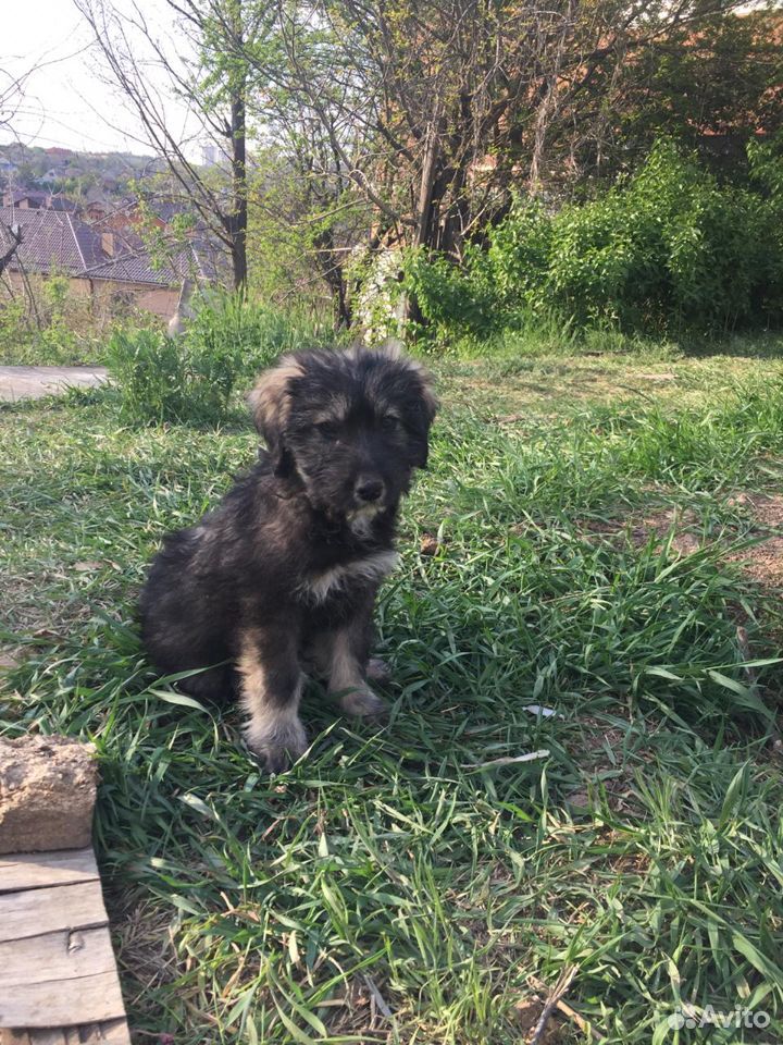 Малышонок-медвежонок ищет родителей