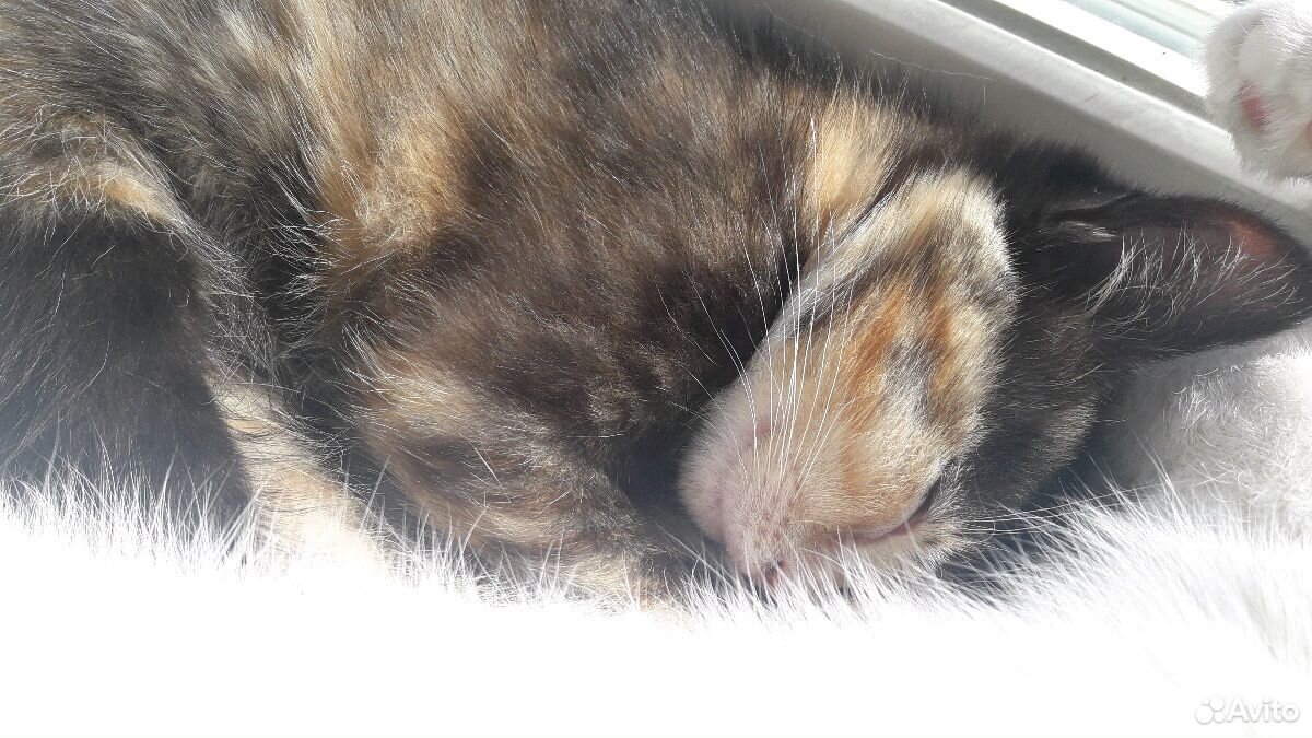 Замурчательная кошечка