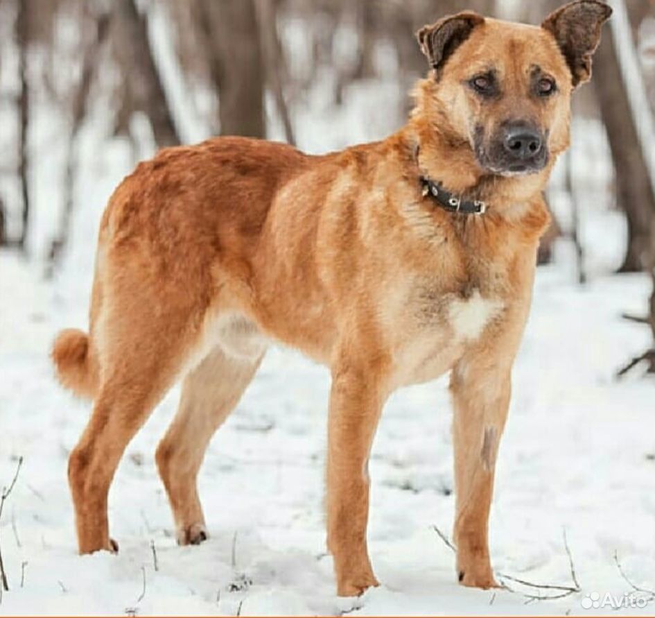 Пес Рыжик
