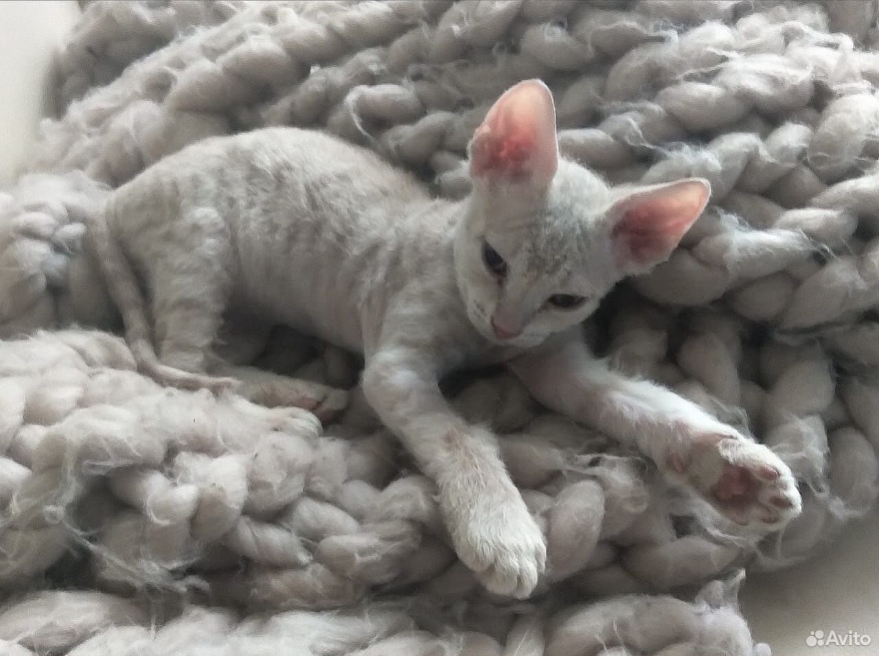 Кошка Девон-рекс