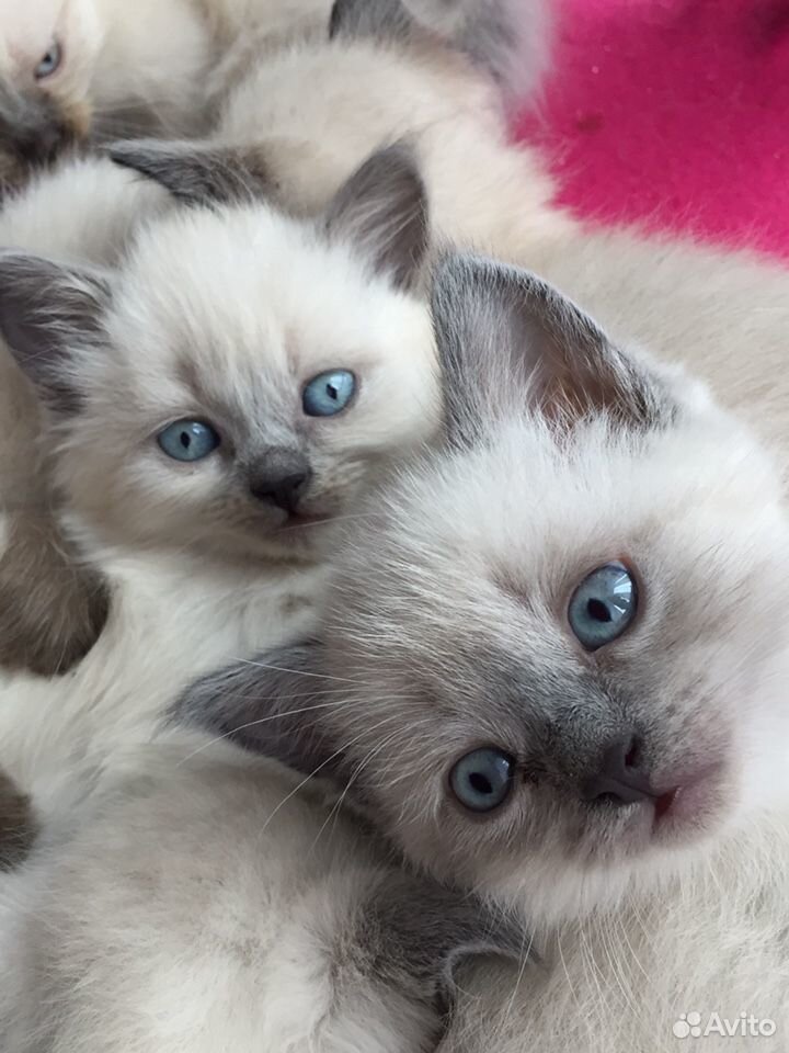 Продам Невских Маскарадных