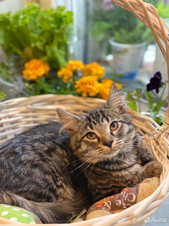 Котята