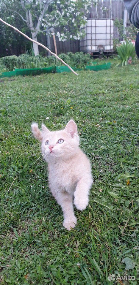 Котенок