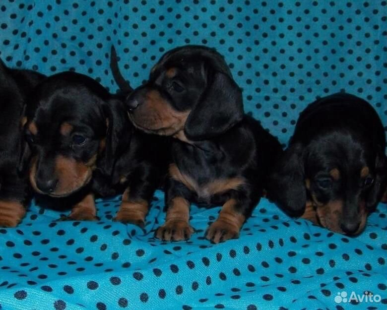 Очаровательные Таксята