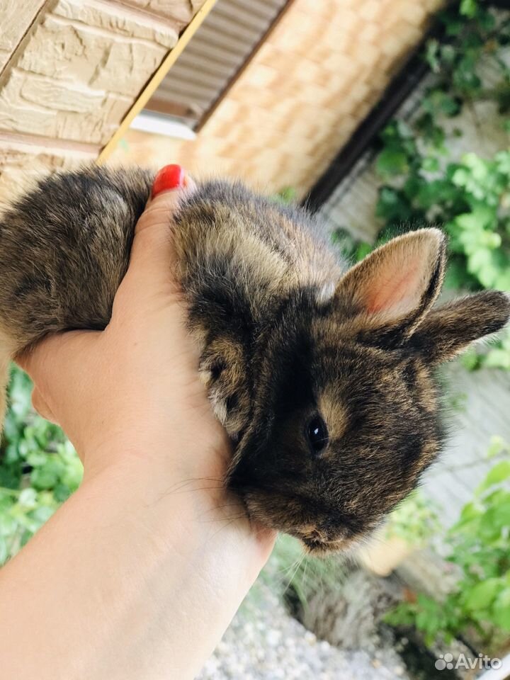 Декоративный кролик