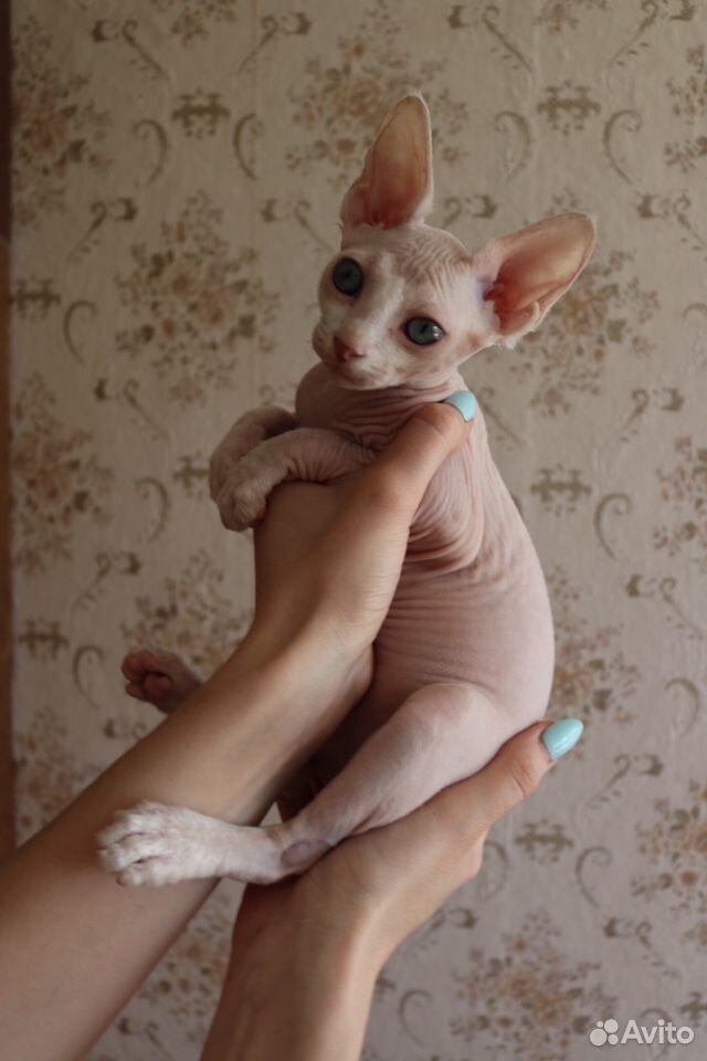 Ушастое сокровище