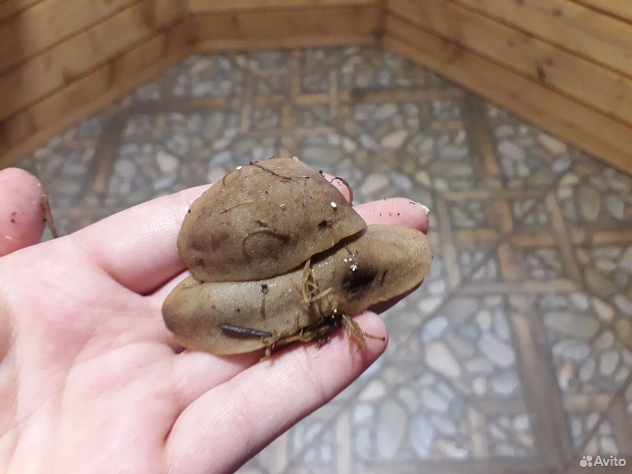 Мадагаскарские слизни