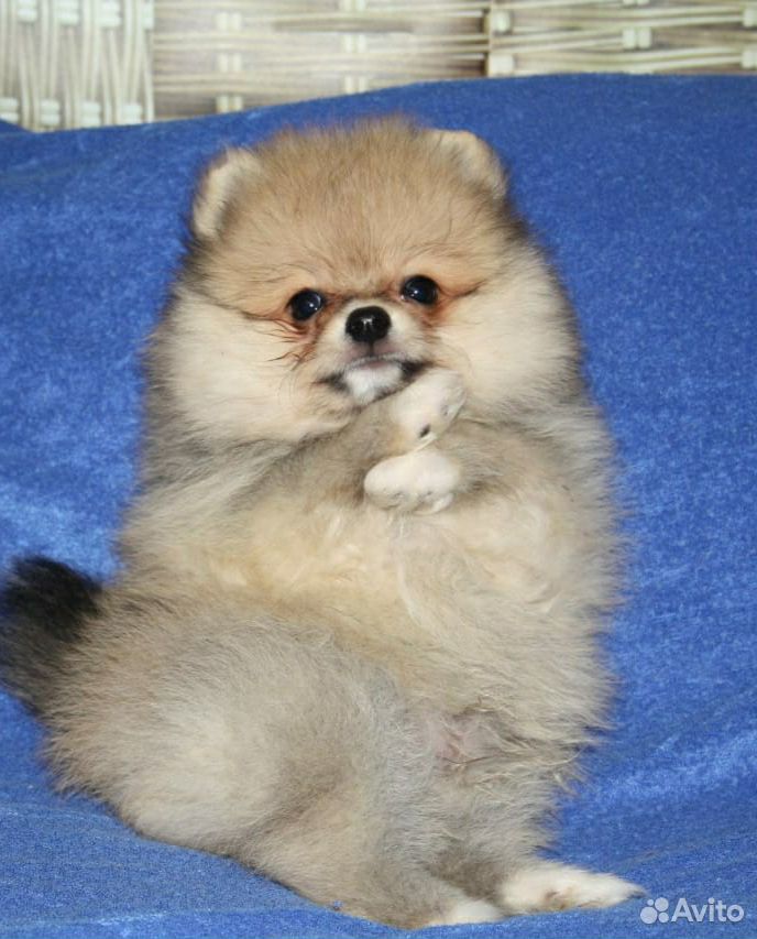 Кукольный мальчик.Пом шпиц