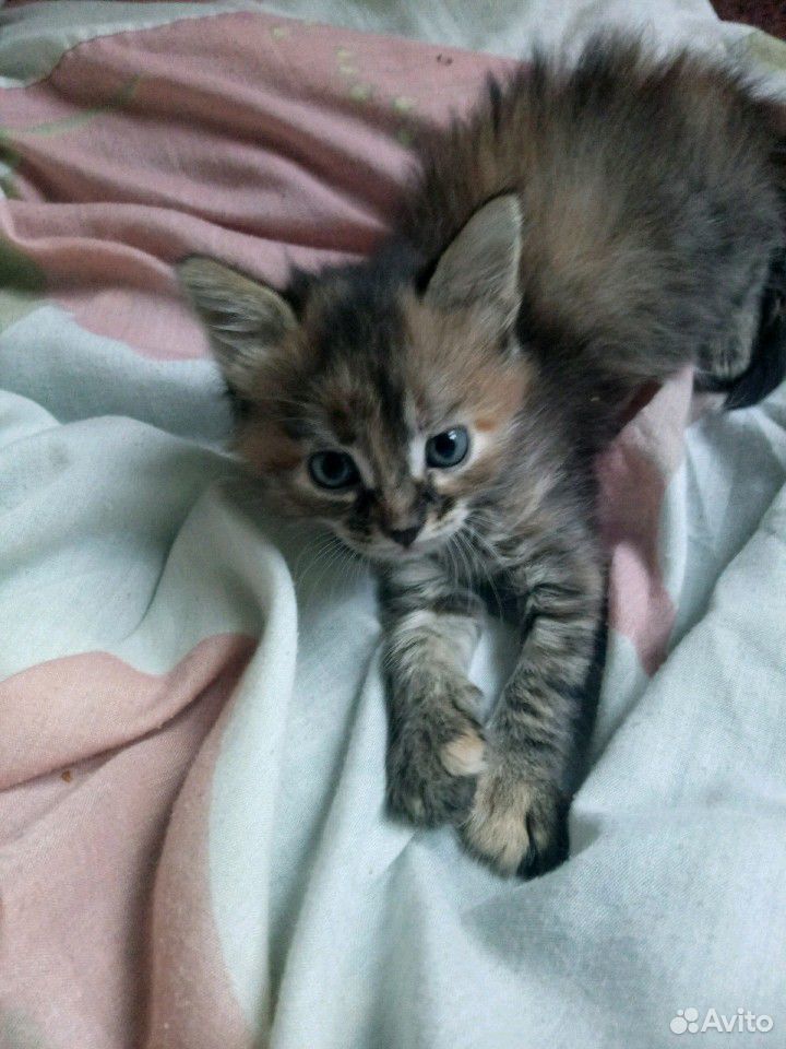 Замечательная кошечка