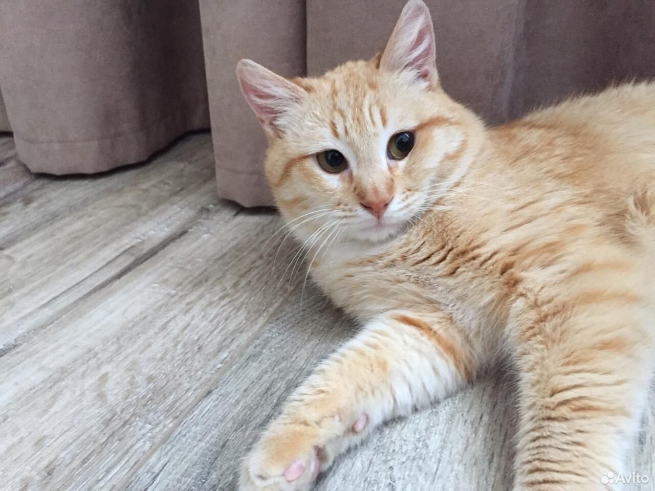 Чудо природы - Эксклюзивный котик