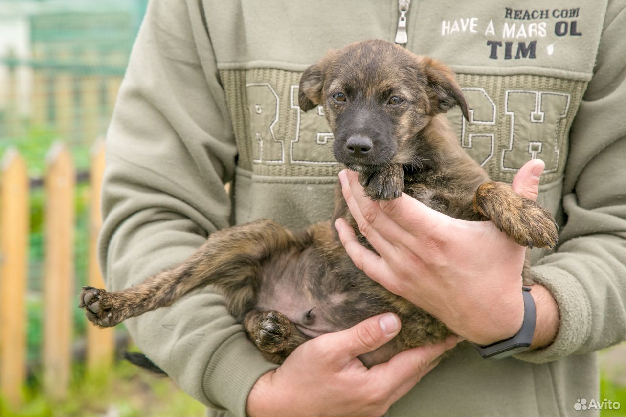 Щенок Чемал 3 мес. Привит. Не большой.Привезем