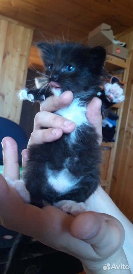 Котенок мальчик 1,5мес черно-белый