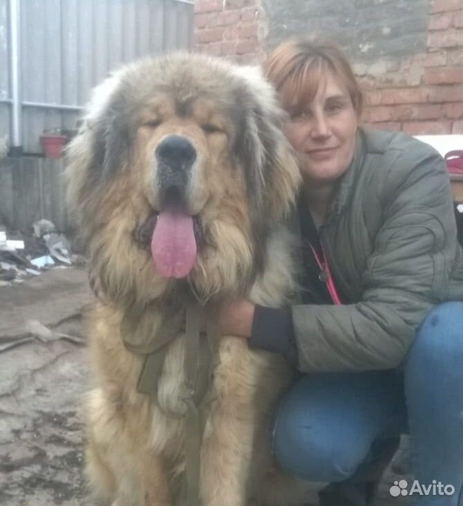 Щенки тебетского мастифа