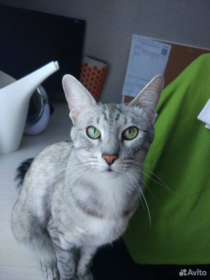 Отдам кошку в деревенский дом