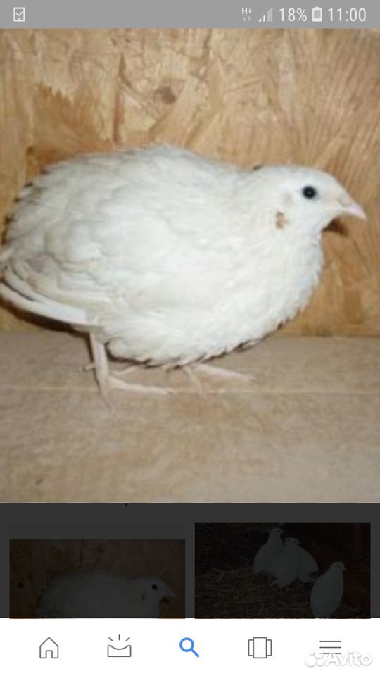 Яйцо пепепелиное, пепепела