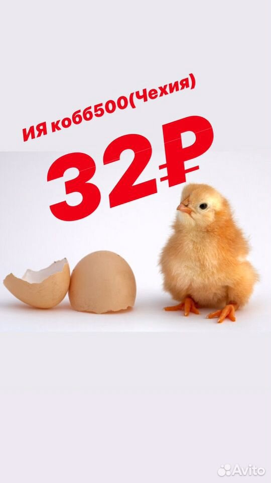 Инкубационное яйцо