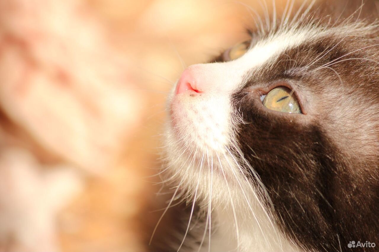 Котёночек 1,5 месяца
