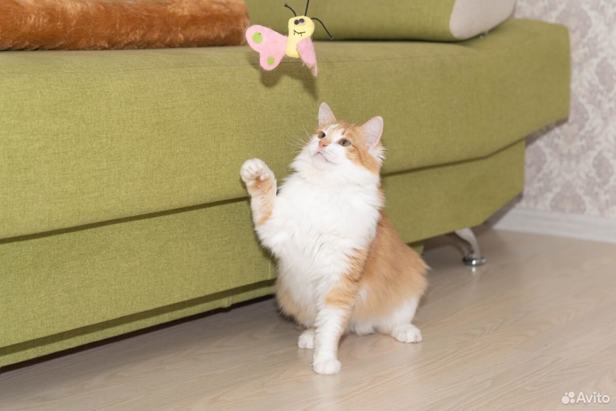 Котик