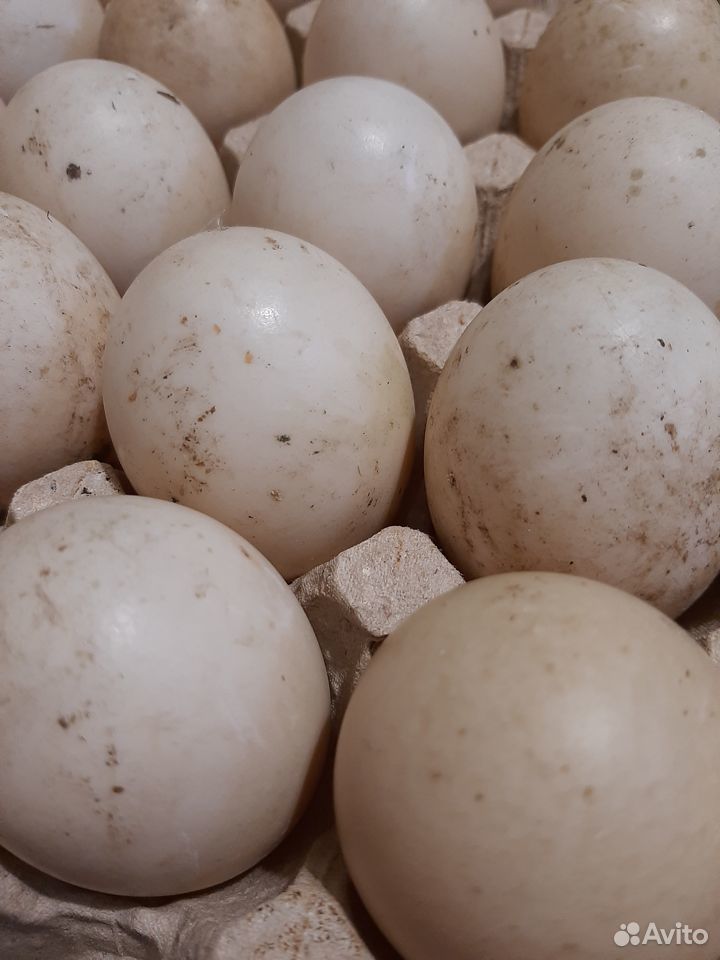 Инкубационное яйцо индоутки