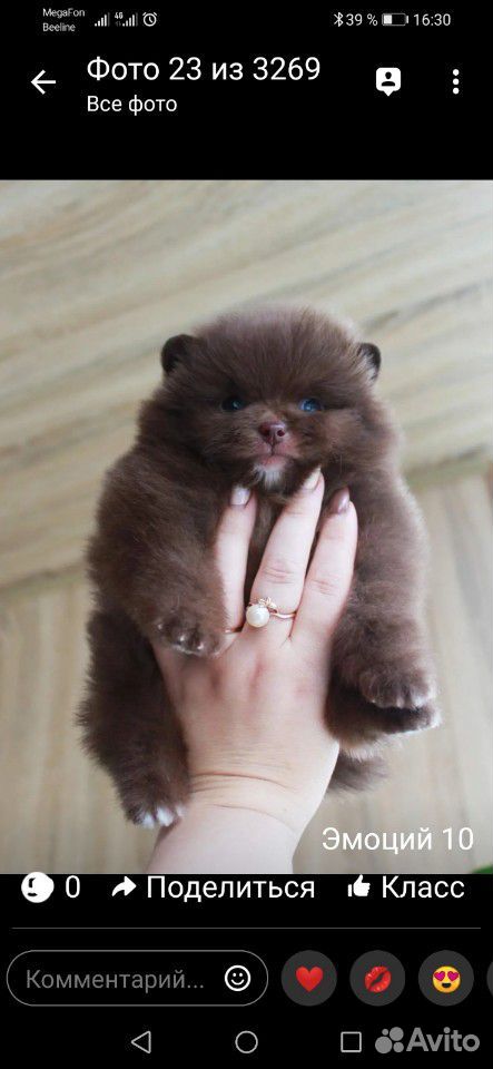 Шоколадный мишка