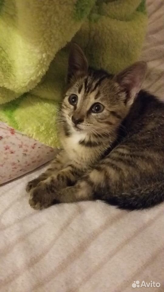 Кошка