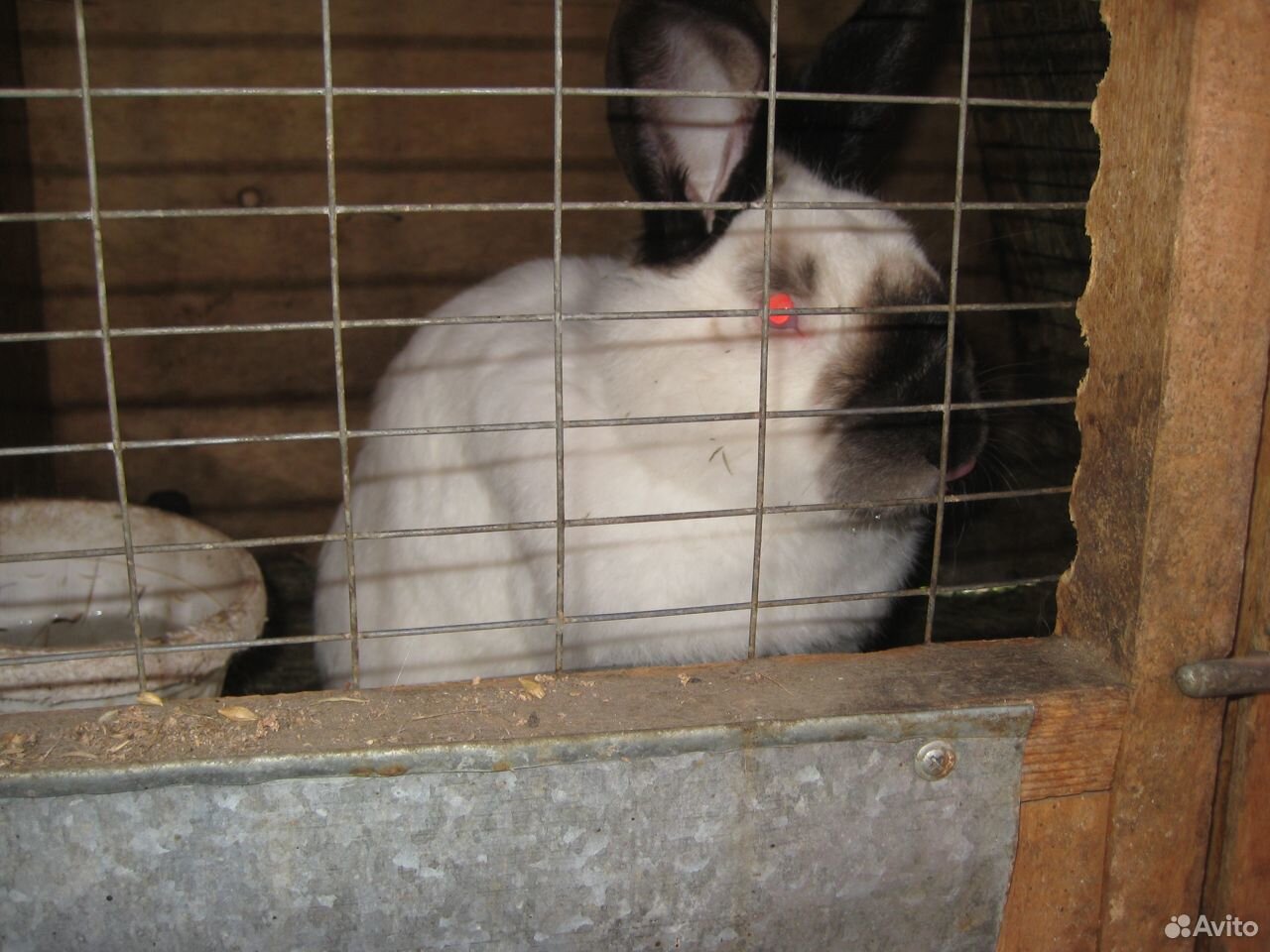 Самец калифорниец