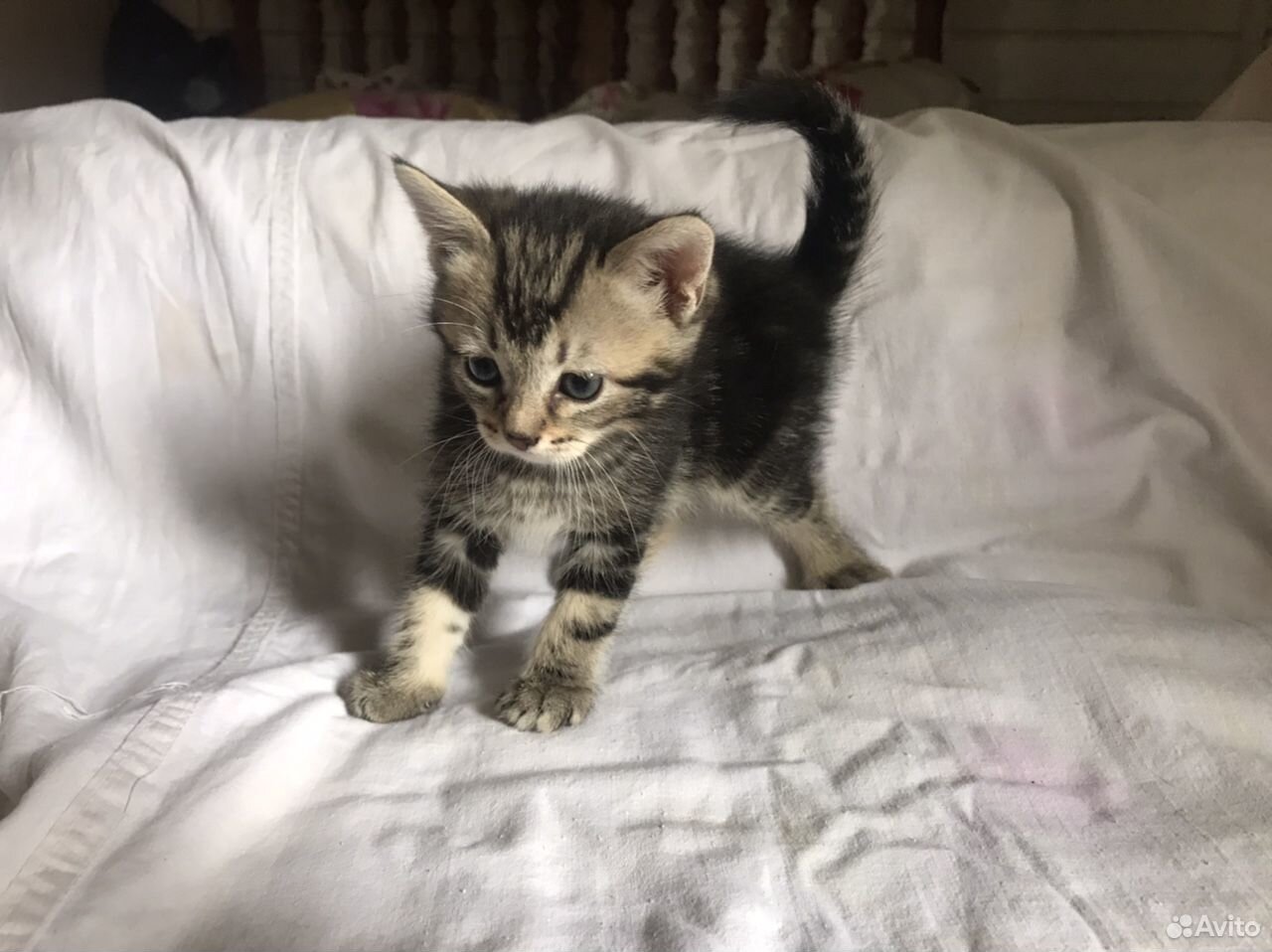 Котята
