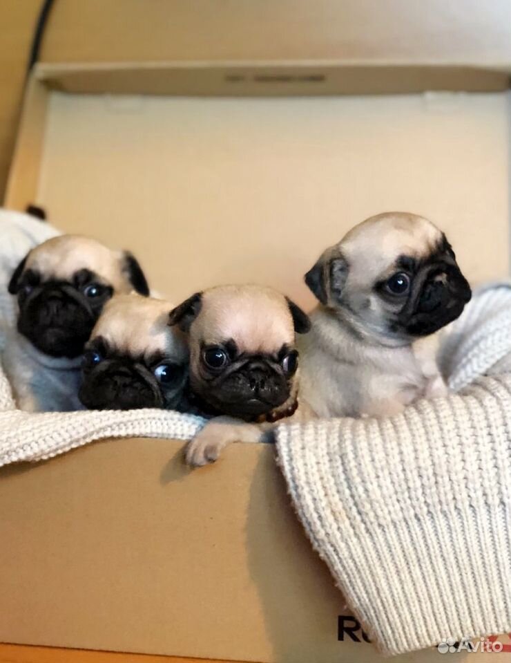 Щенки мопса