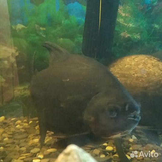 Рыба пираньи