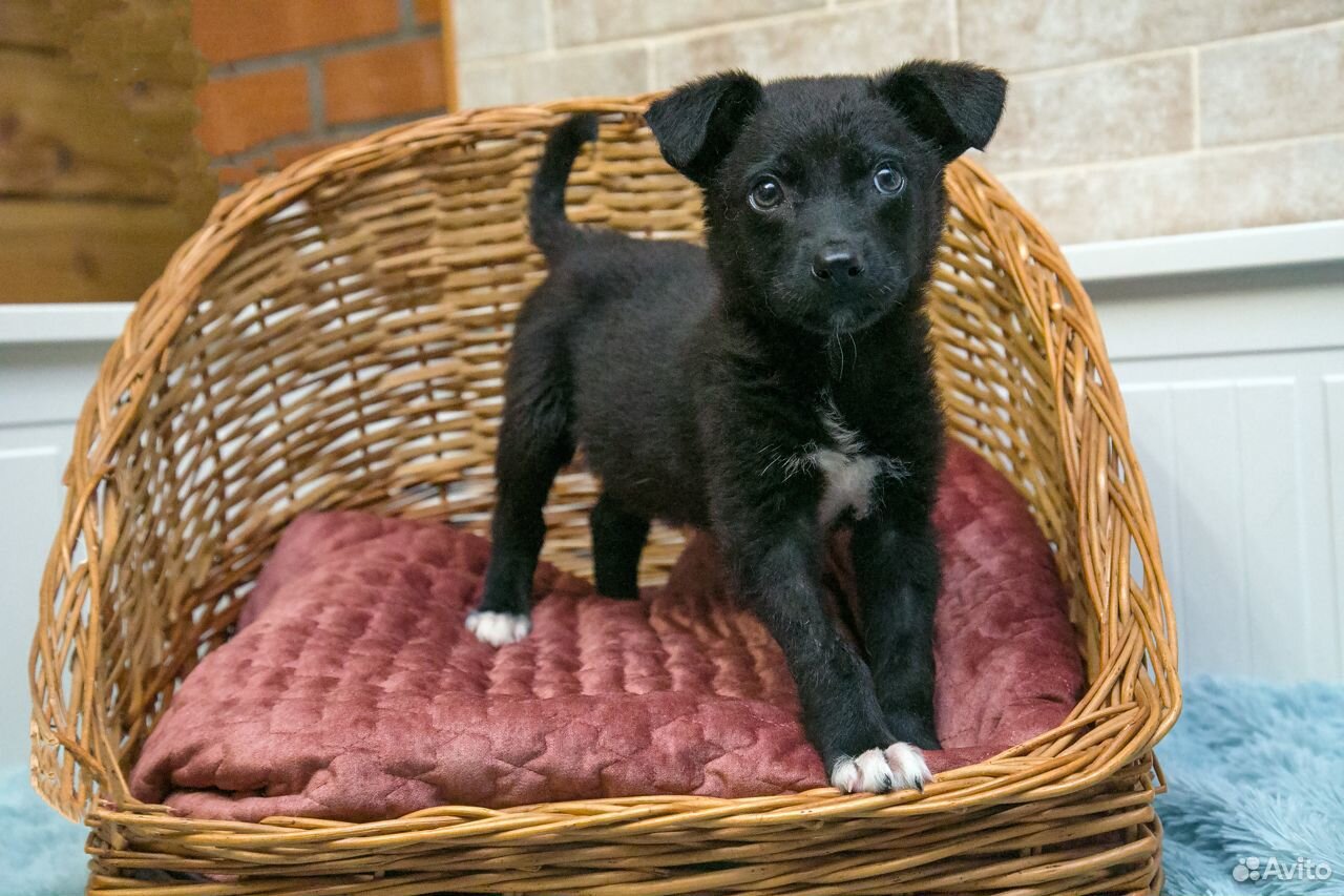 Щенок Тоша 2 мес. Крупная дворняжка привезем