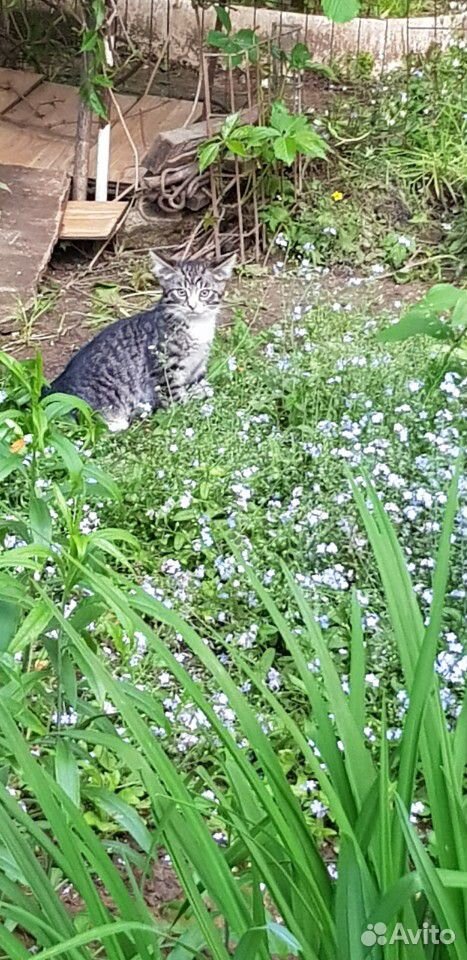 Котенок Васька 2мес в дар