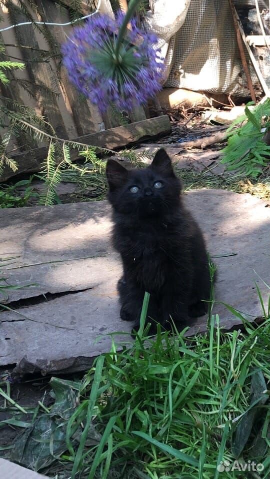 Черная котенок девочка Шаня 2мес