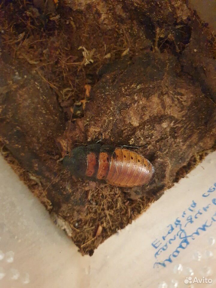 Тараканы Архимандриты, мадагаскарские, автомобильч