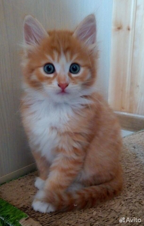 Рыжий солнечный котёнок