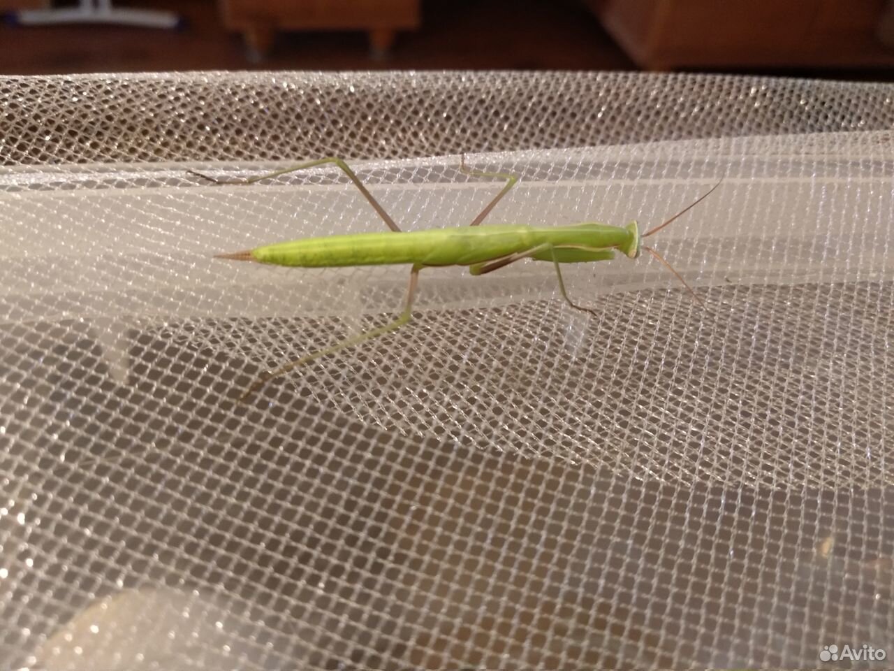 Богомол Mantis religiosa нимфа