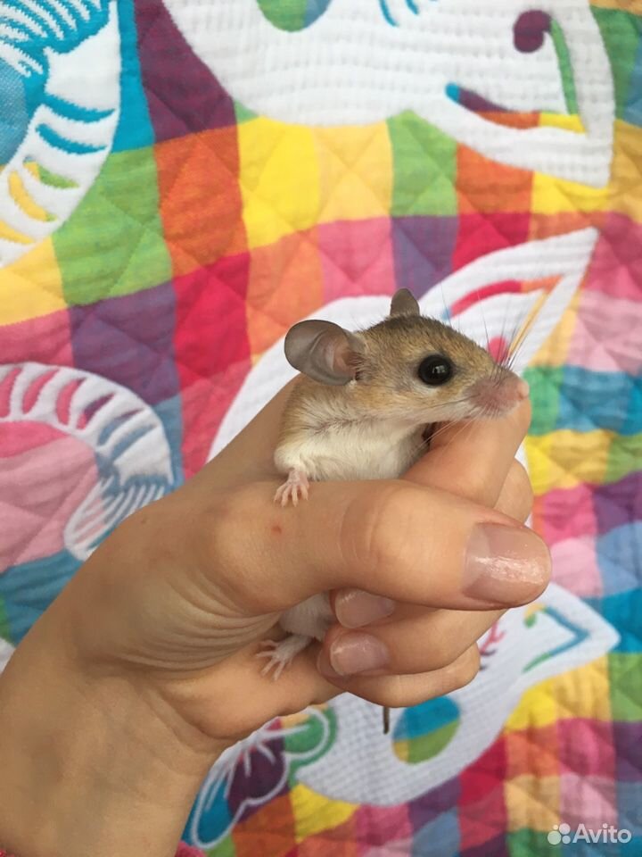 Мышь иглистая