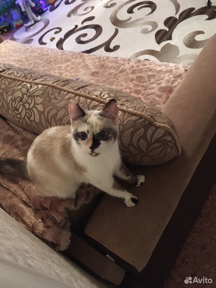 Кошка в дар