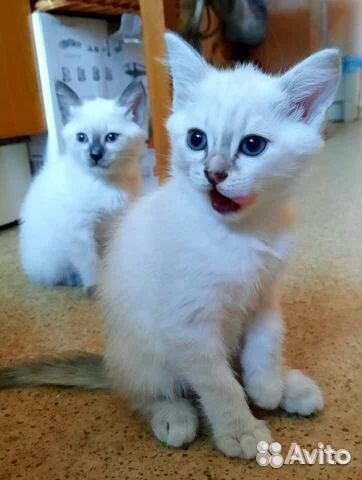 Котятя / котятки
