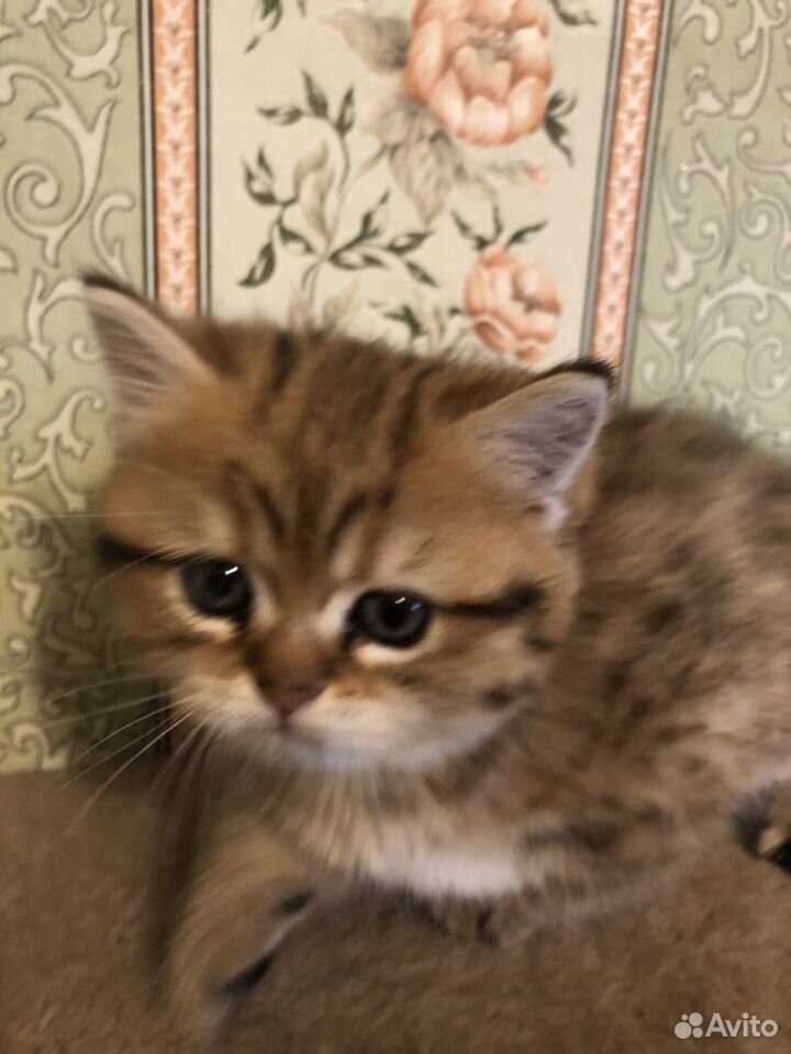 Котёнок