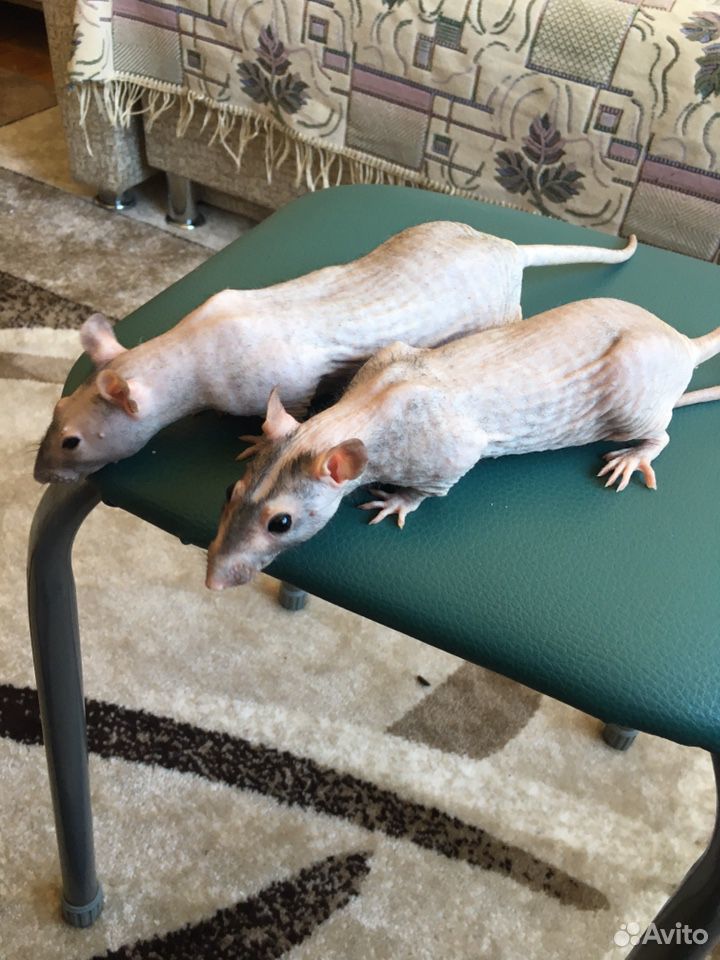 Крысы сфинкс Дамбо