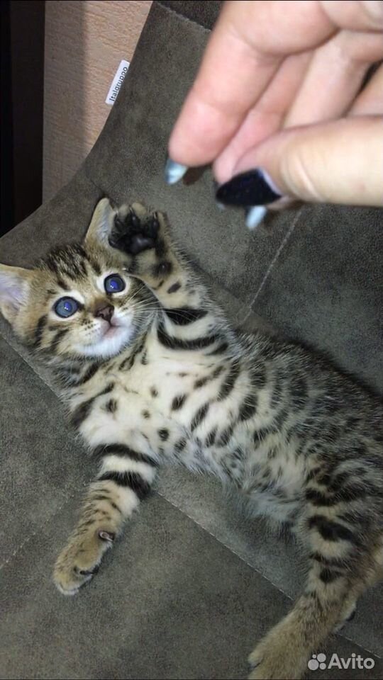 Бенгальская