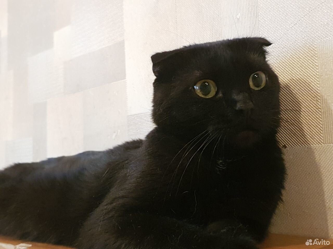 Вислоухая черная кошка