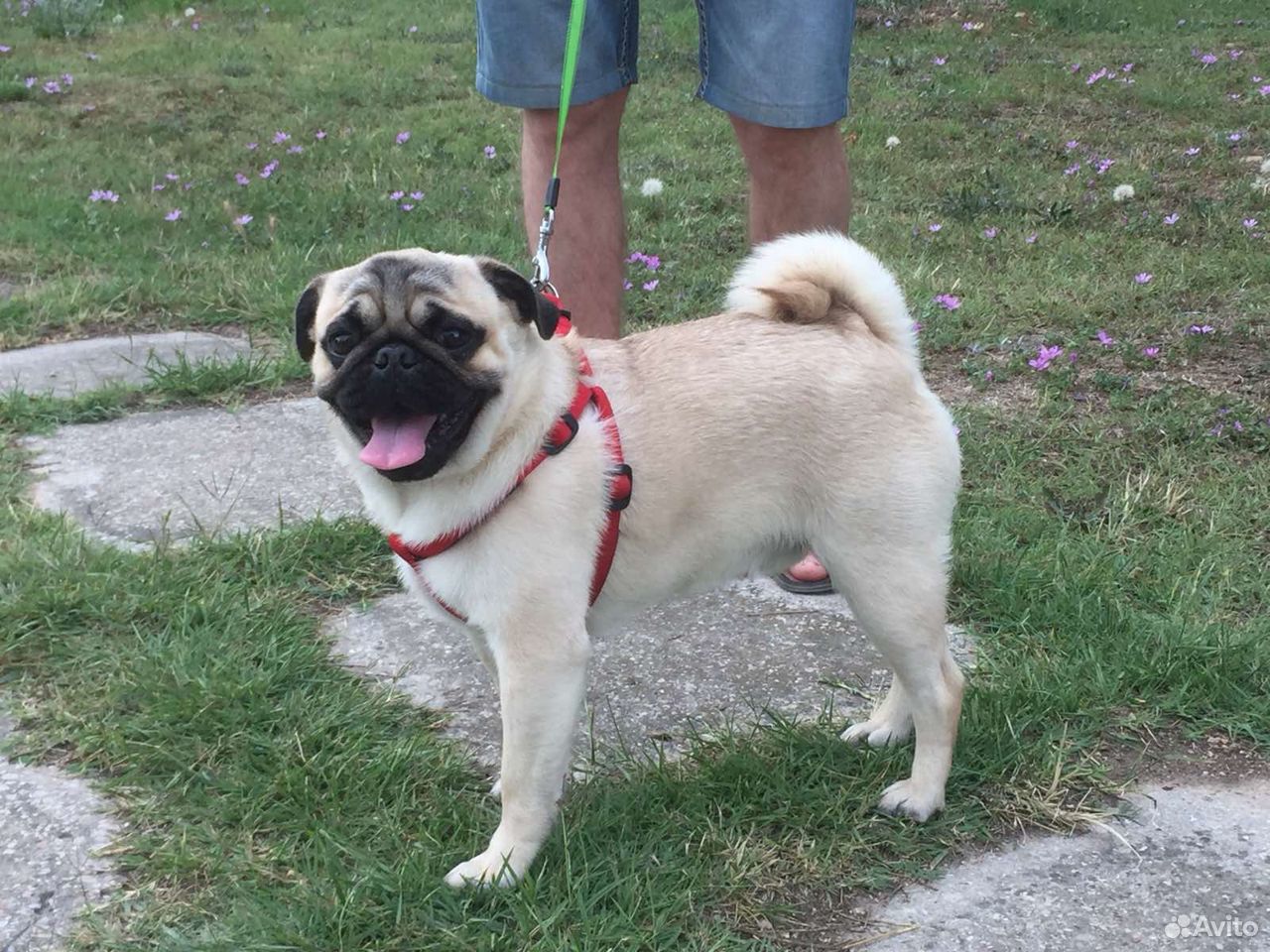 Чистокровный мопс ищет невесту