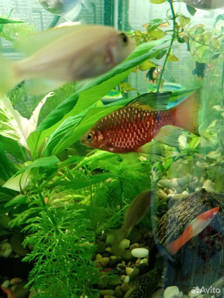Огненный барбус