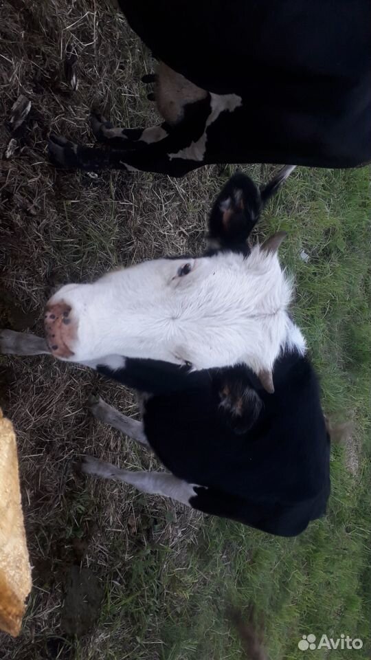 Продам телочек