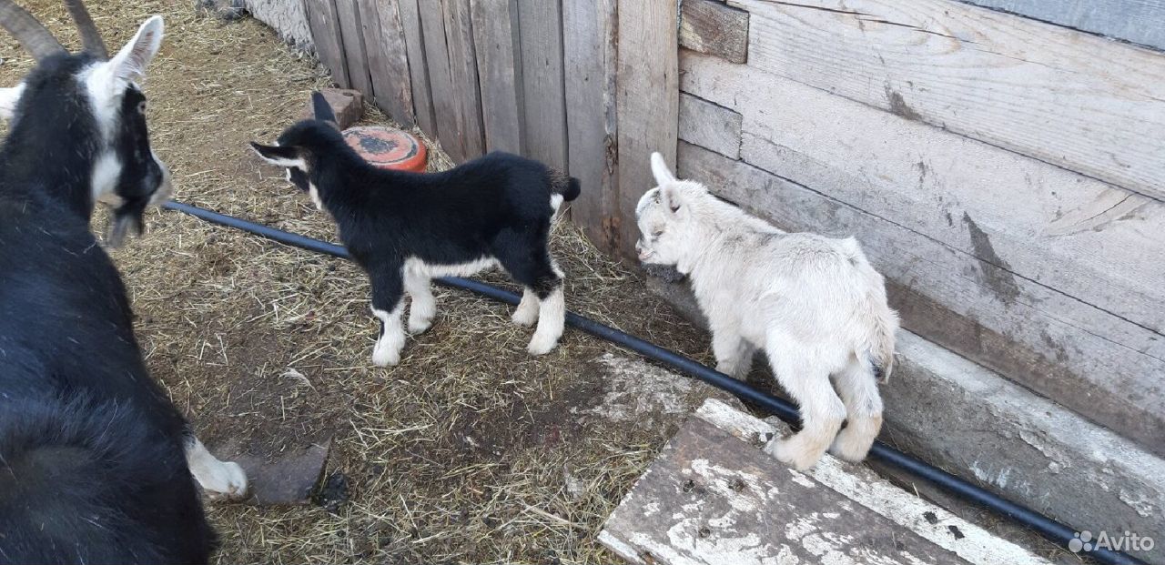 Козлята